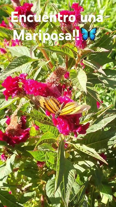 like se te gustan las mariposas 🦋 😃 #mariposas - YouTube