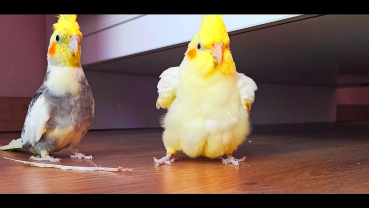 One fat greedy parrot funny video - YouTube