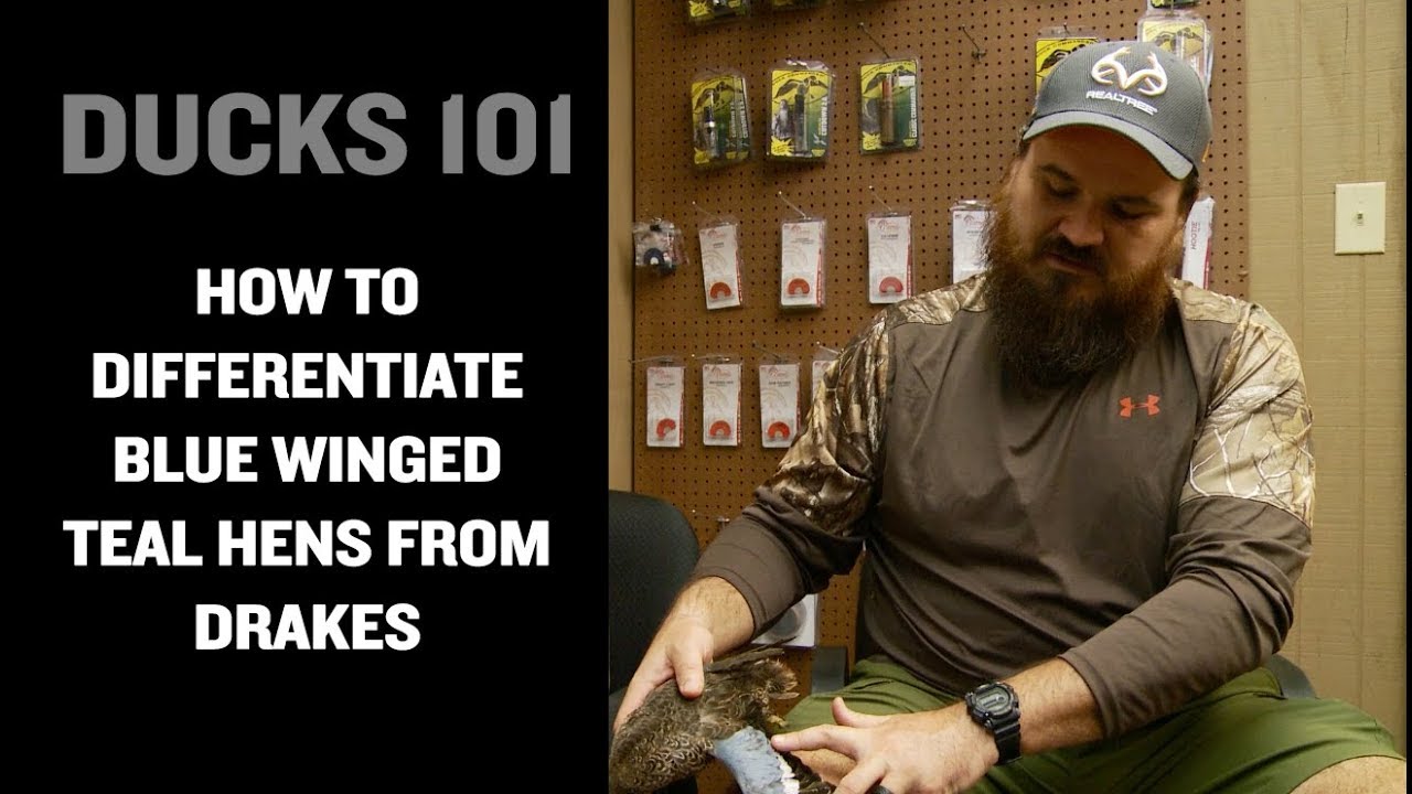 How to Differentiate Blue Winged Teal Hens and Drakes - YouTube