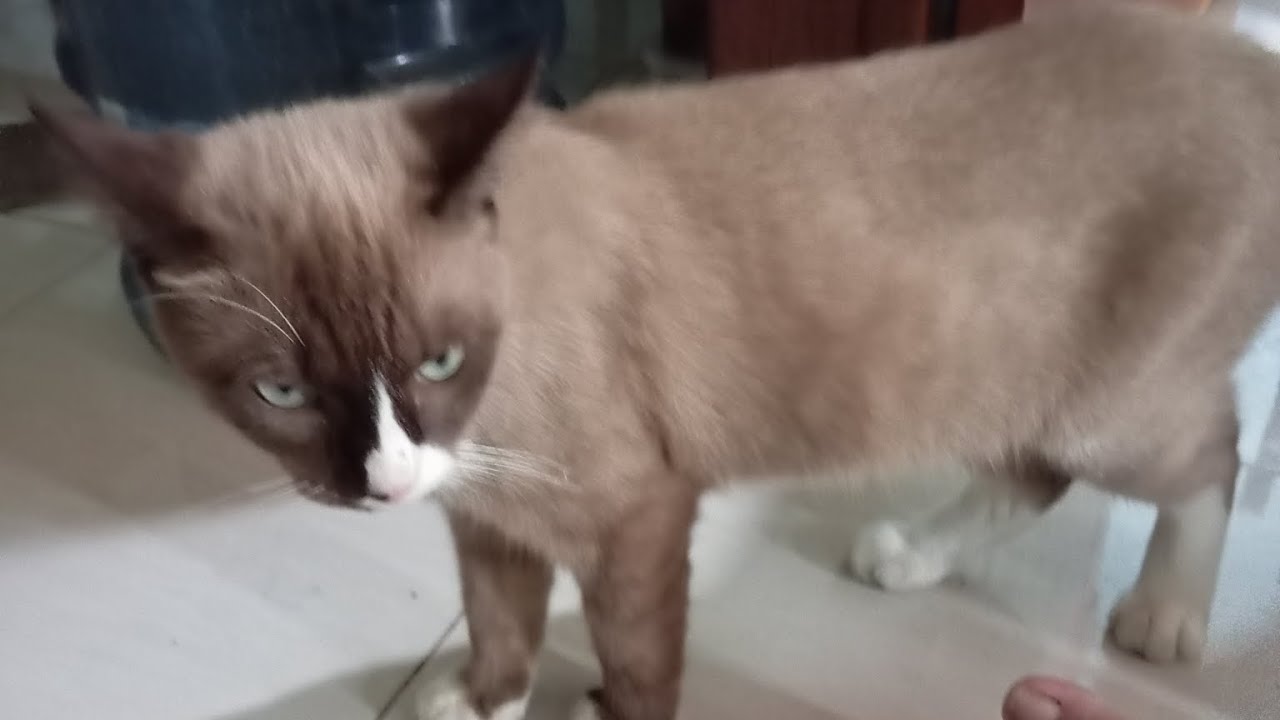 Paman, kepinakan dan mayo kucing Himalaya adopsi rukun berempat ...