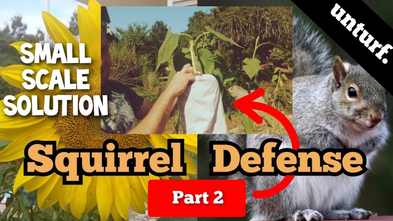 PROTECT SUNFLOWERS FROM PESTS - Works For Birds, Chipmunks, & Squirrels ...