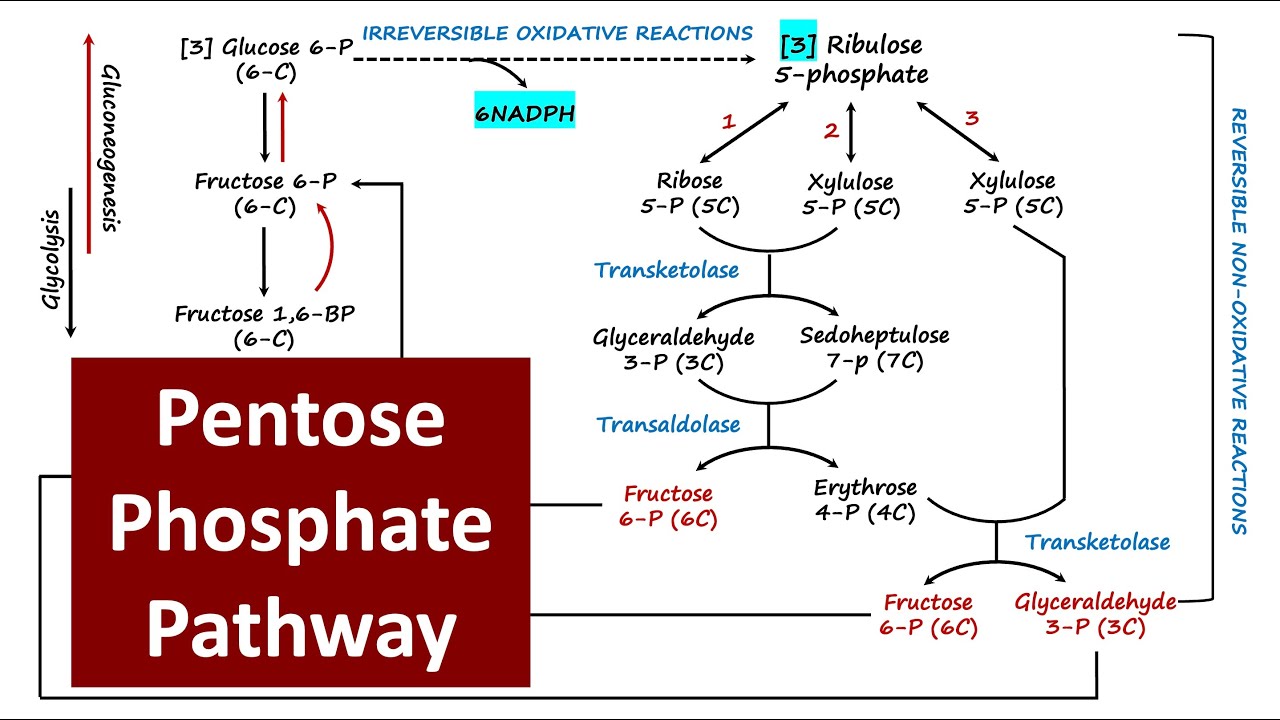 Pentose Phosphate Pathway | Hexose Monophosphate Pathway | Metabolism ...