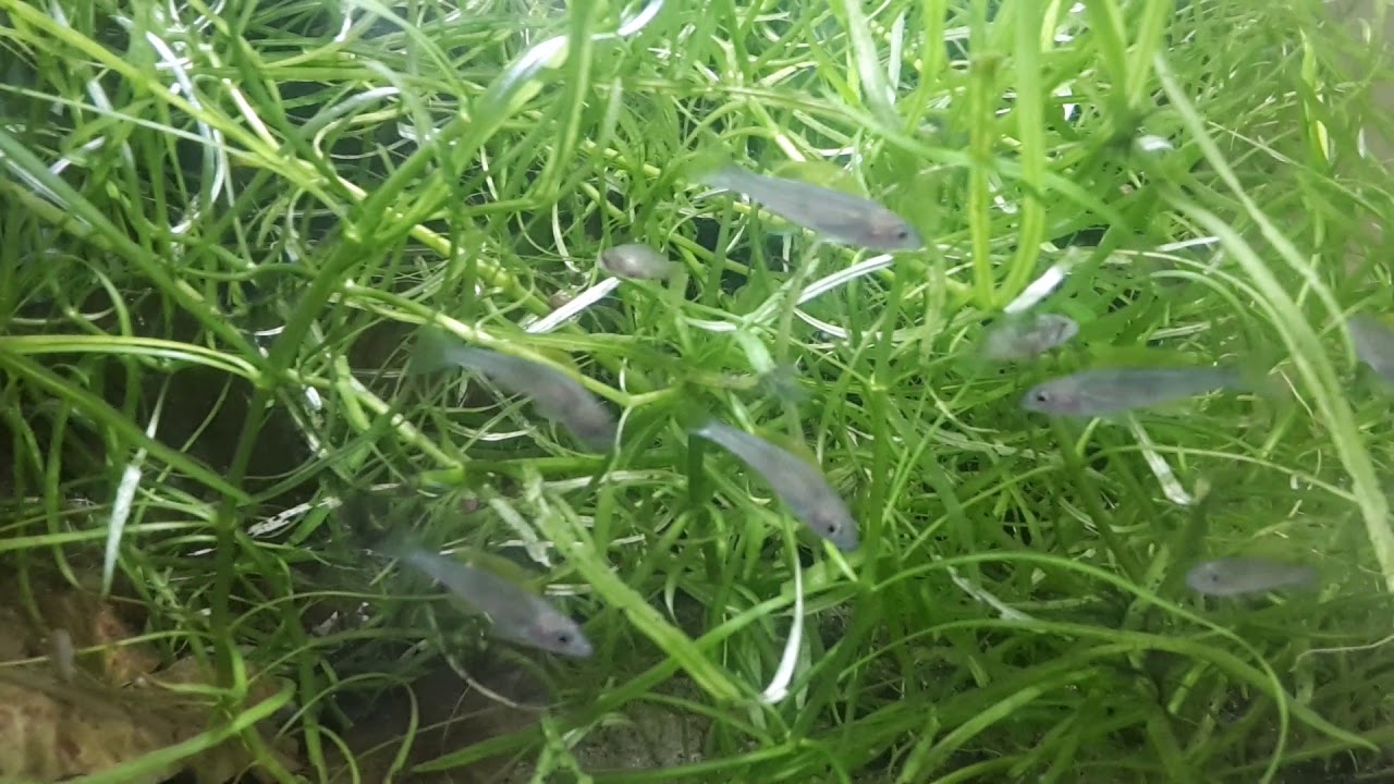 Cyprichomis leptosoma mpulungu Nachwuchs - YouTube