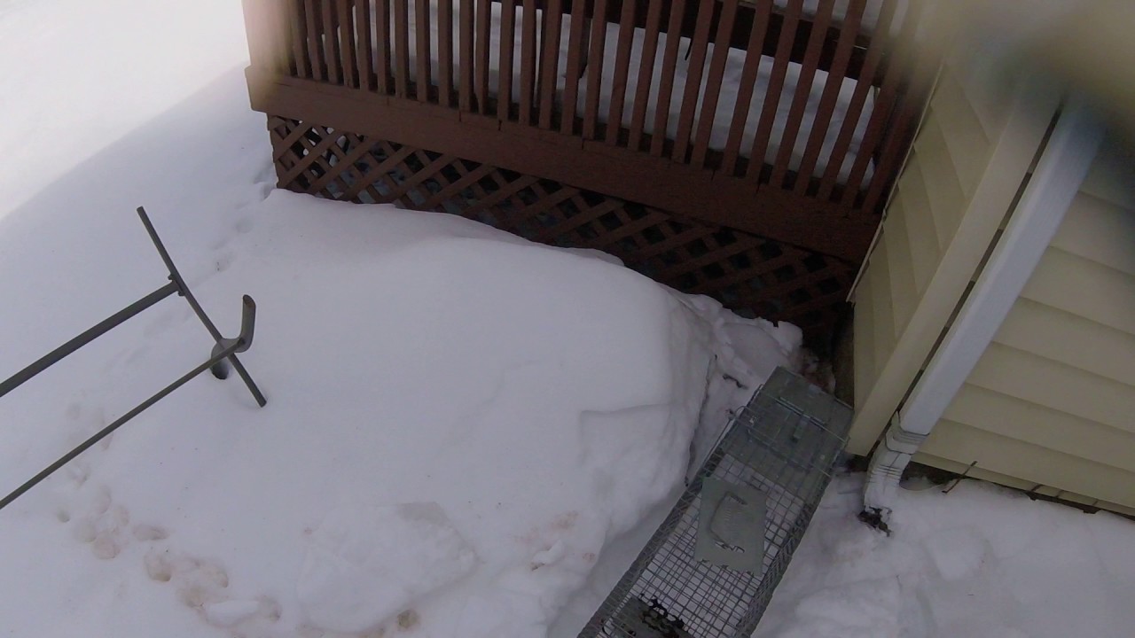 How to catch a skunk in the winter time and what baits i like - YouTube