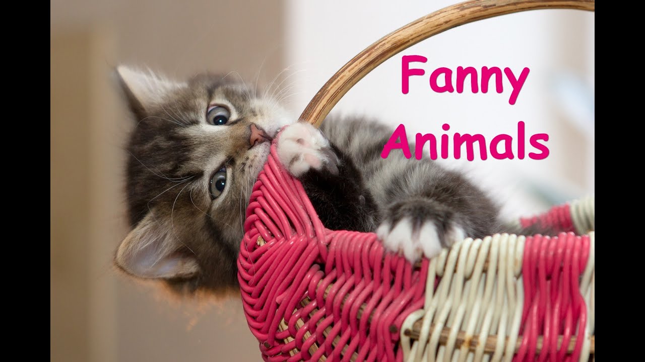 Fanny Animals / Amazing Cats and Dogs / Смешные животные / Кошки и ...