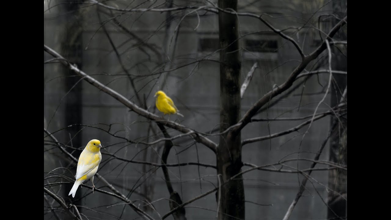 Deep Birds Charming and forest birds - YouTube
