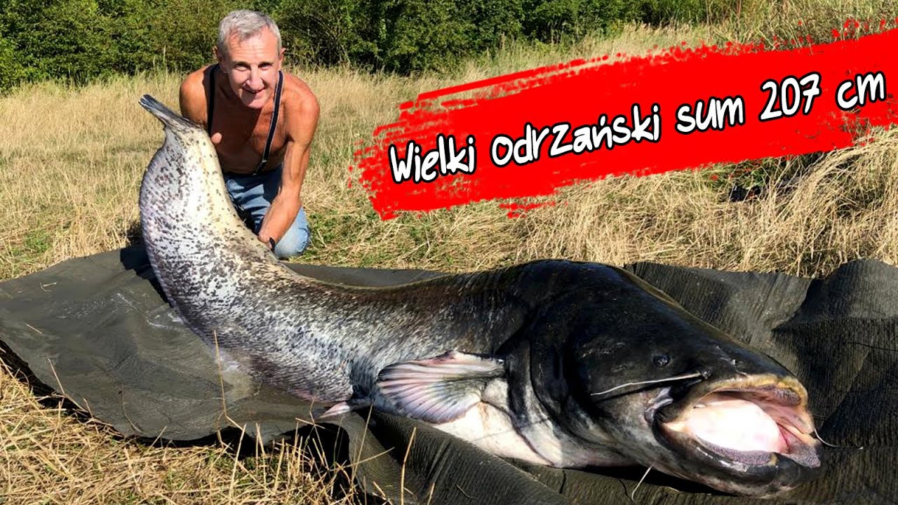 Wielki sum z Odry 207 cm. - YouTube