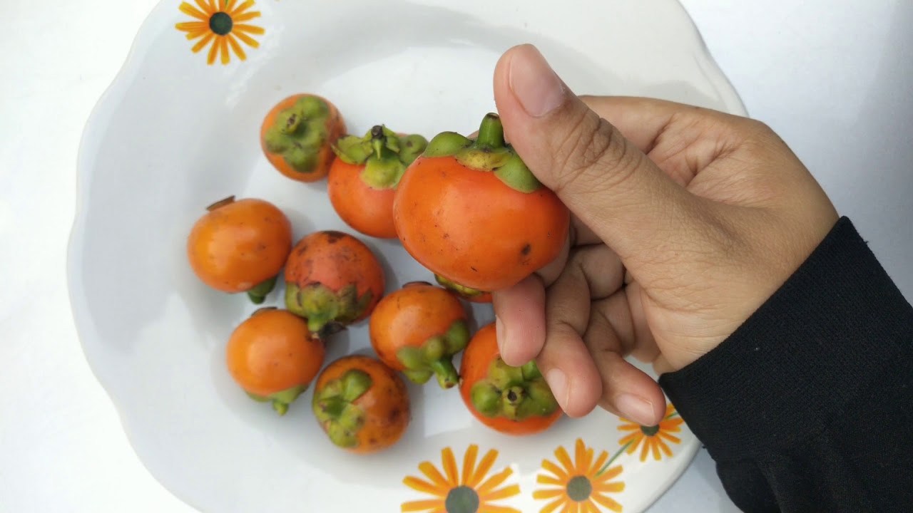 Buah Cepu Sedap!! Masam Manis 😋 | Buah Hutan Yg Hampir Pupus - YouTube