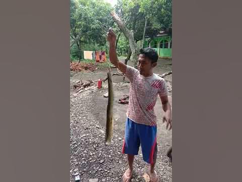 Mancing ikan Sidat atau Oleng bobot 2kg di DamGoa. - YouTube