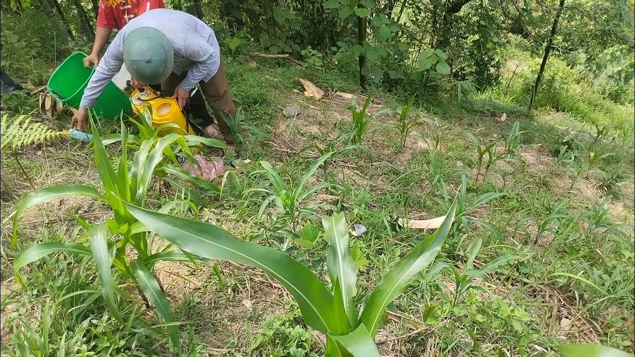 hnub no peb mus saib pob kws - YouTube