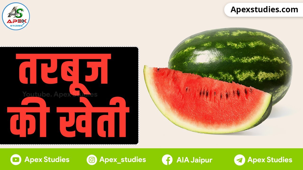 तरबूज की खेती की संपूर्ण जानकारी | tarbooj ki kheti | watermelon ...