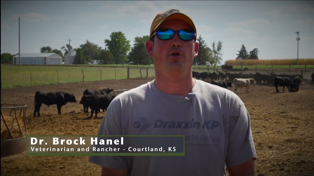 FerAppease and Cattle Welfare: with Dr. Brock Hanel - YouTube