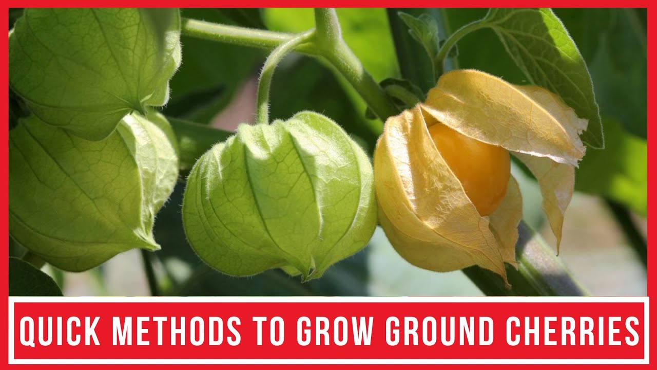 Easy Ways To Grow Ground Cherries -Simple Instructions for Delicious ...