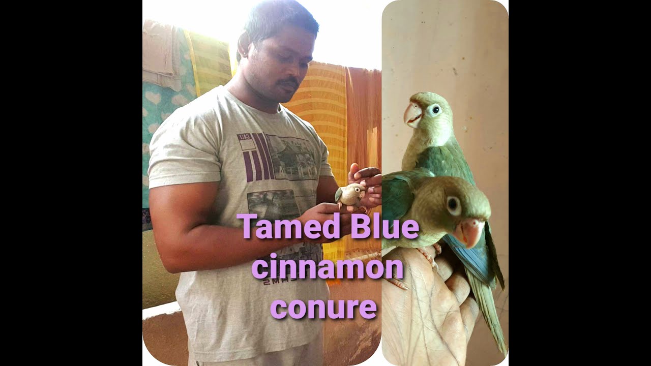 Tamed cinnamon blue conure - YouTube