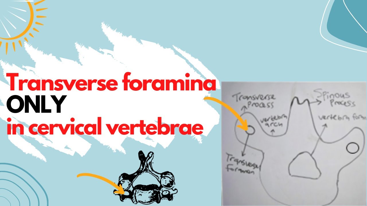 Why ONLY the transverse processes of cervical vertebrae have foramina ...