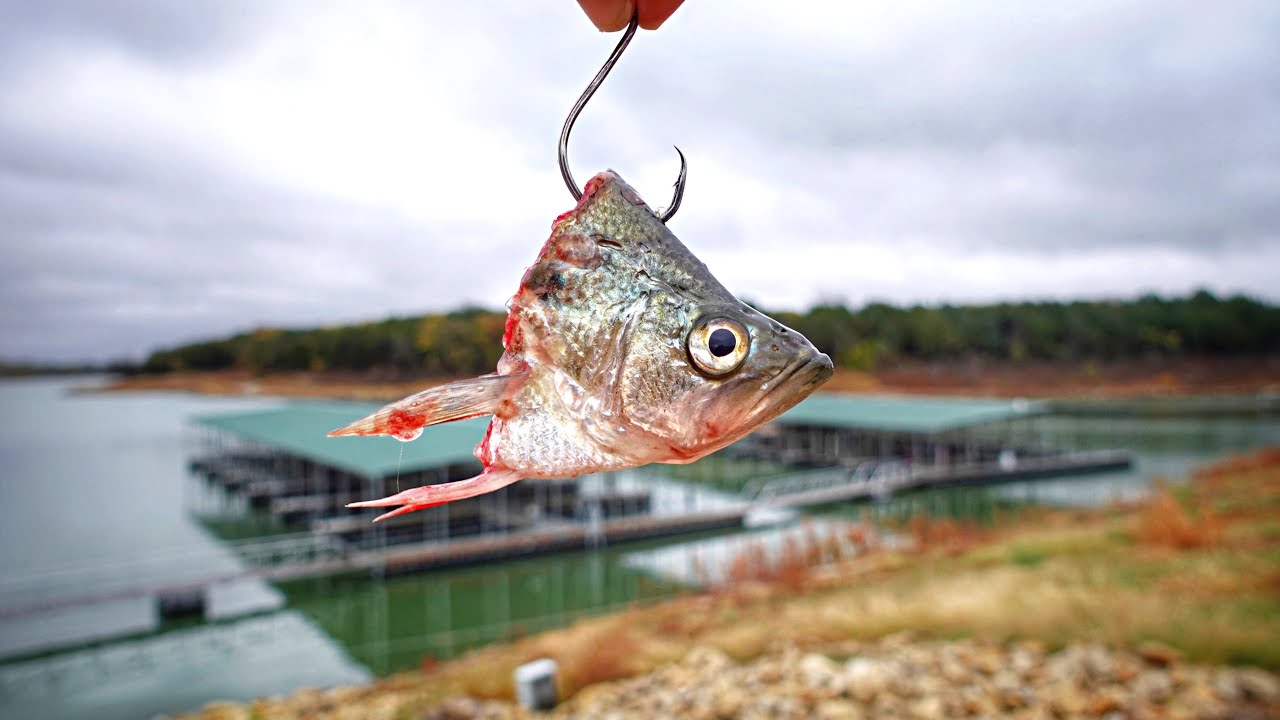 It Took Me ALL YEAR To Catch This MARINA MONSTER!!! (Fishing w/ Crappie ...