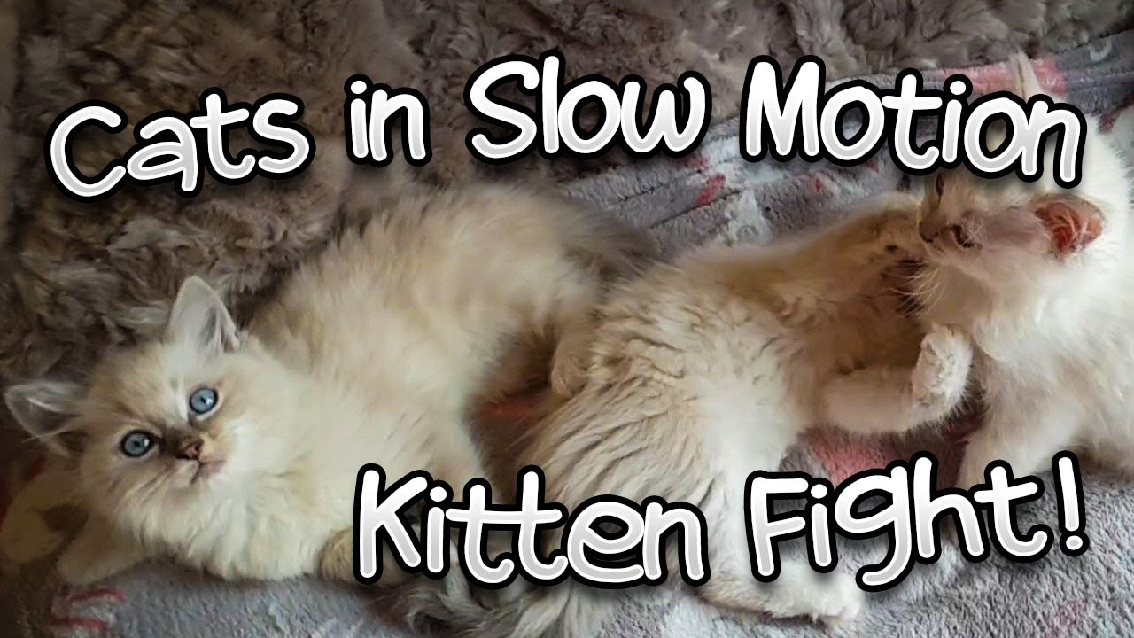 Ever seen a kitten fight in slow motion? #1 of our new cats in slow ...