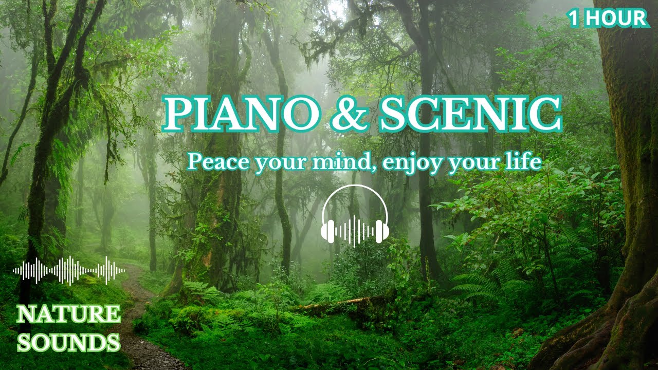 Relaxing Piano Music & Forest: Relaxing Music Sleep Music, Meditation ...