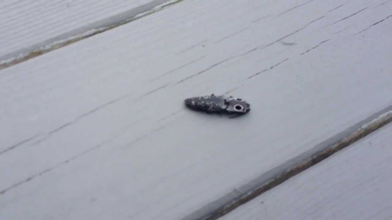 Bug Eyed Bug - jumps up, flips over, and plays dead on command! - YouTube