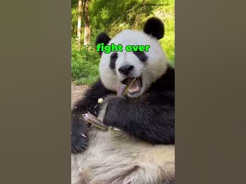 How did Giant Pandas even survive natural evolution? #zoologyminute ...