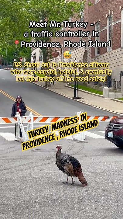 Mr. Turkey 🦃 is a traffic controller - now I’ve seen it all 😂lol.# ...