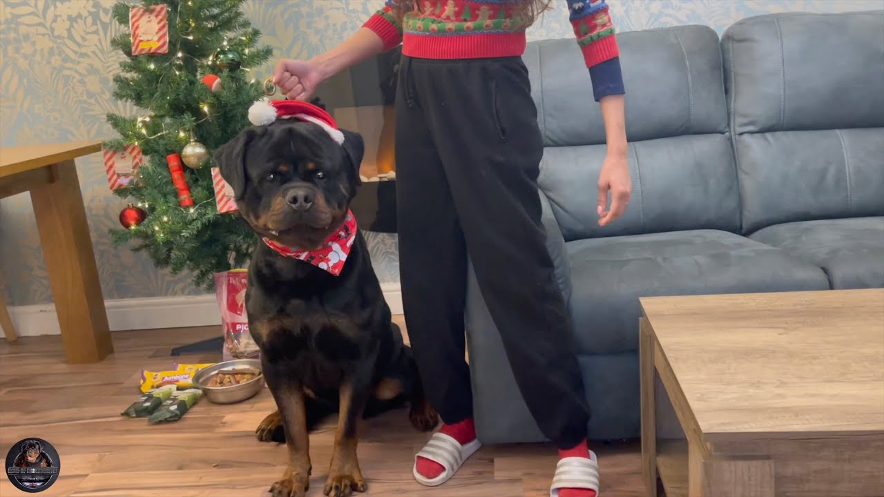 A Very Merry Christmas With Our Rottweiler Family - YouTube