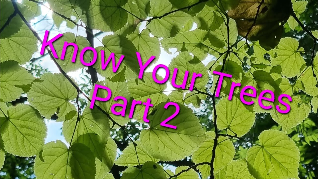 Know Your Trees, Part 2 - YouTube