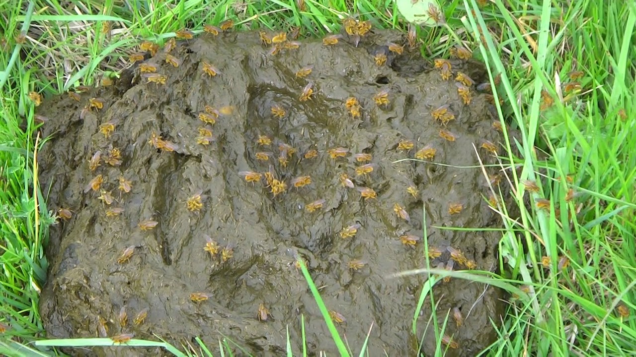 mouche à marde ou scatophage - YouTube