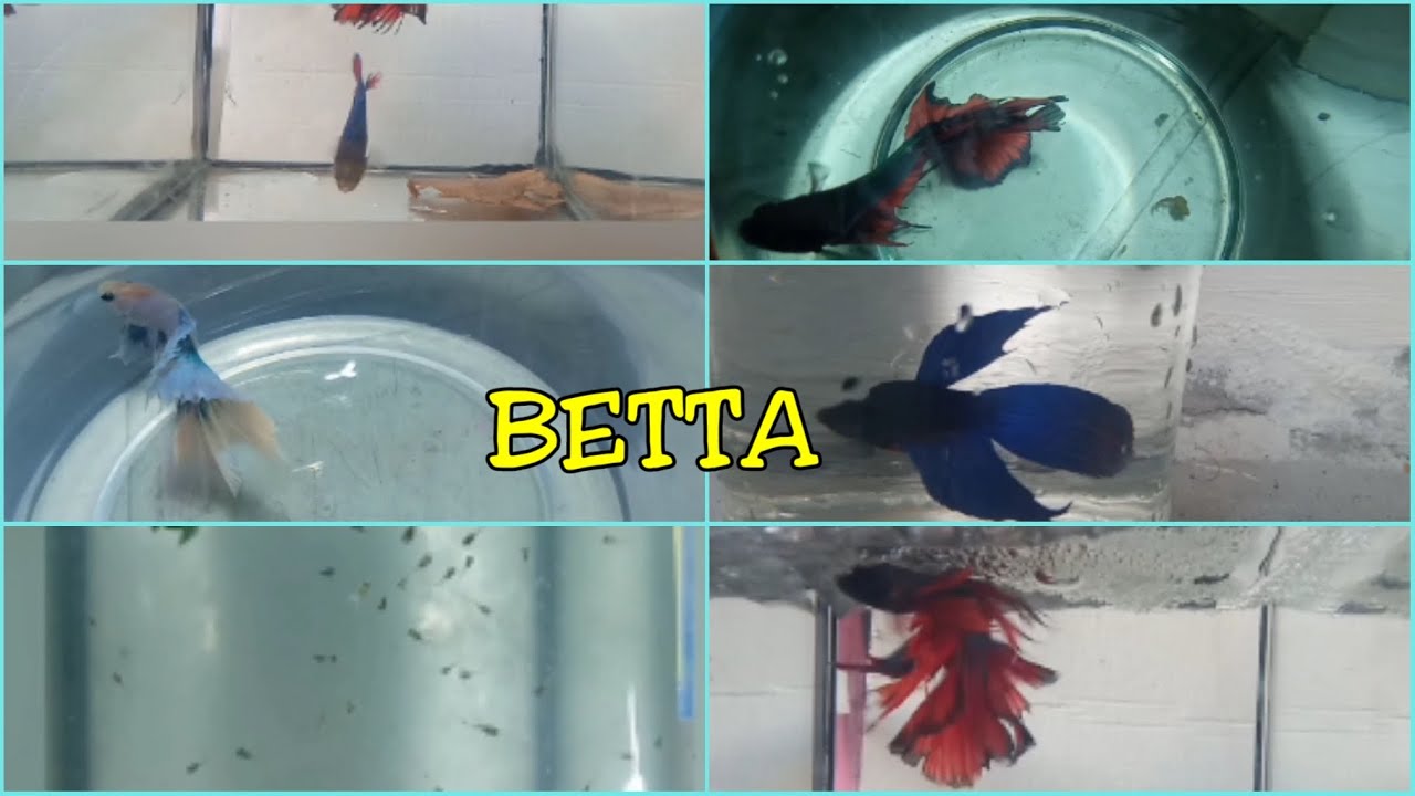 MATING BETTA FISH | OUR BETTA FISH | BETTA FRY - YouTube