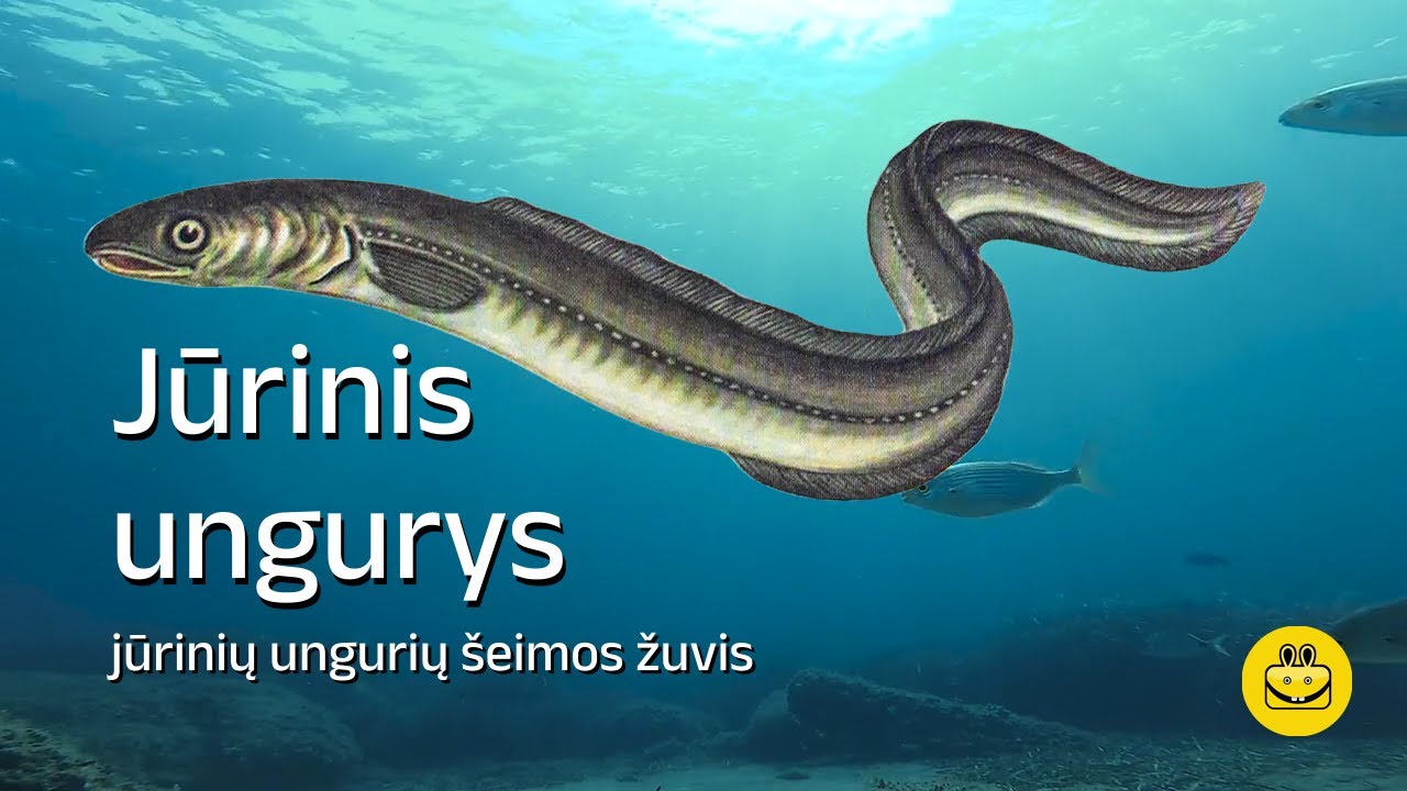 Jūrinis ungurys - YouTube