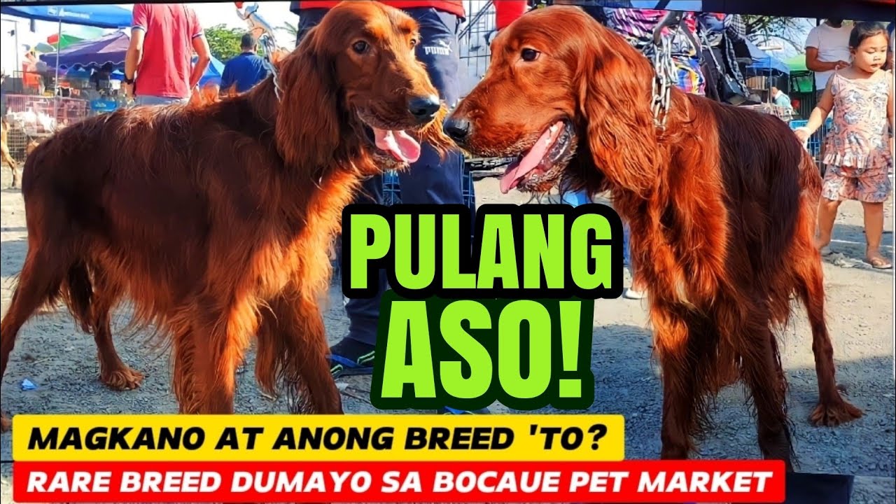WOW! PULANG ASO! | QUALITY ANG AFFORDABLE PURE BREED PUPPIES AND ...