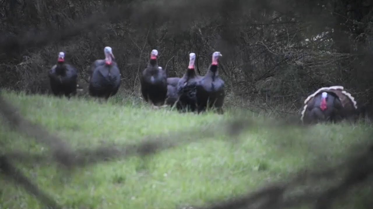 Washington State turkey hunt compilation - YouTube