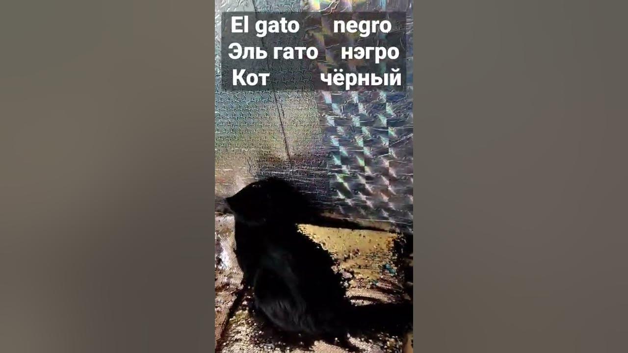 El gato negro Эль гато нэгро песня Кот чёрный - YouTube