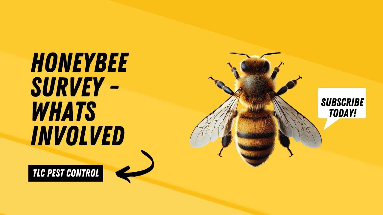 Part:1 Bee or Wasp? How TLC Pest Control Uses Drone Surveys to Make the ...