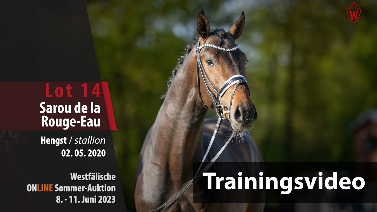 Sommer-Auktion Training Lot 14 Sarou de la Rouge-Eau Hengst v. Secret ...