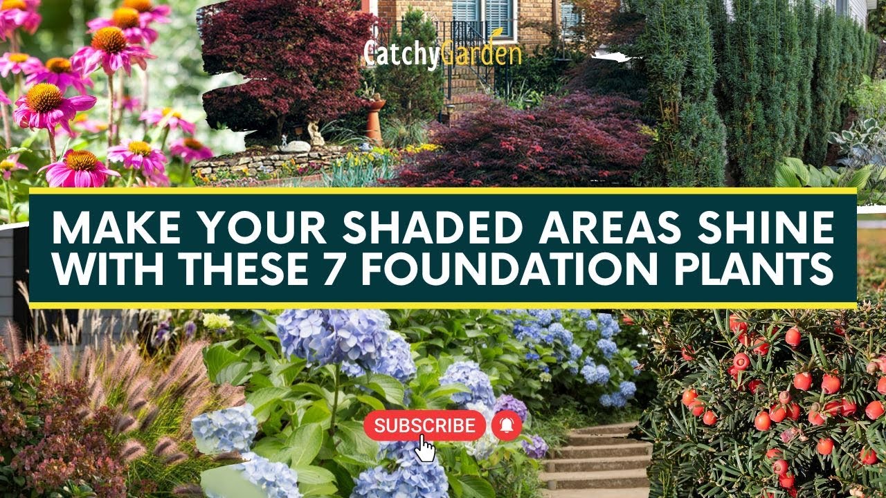 Shade Foundation Planting Designs Distance Between Foundation Plants