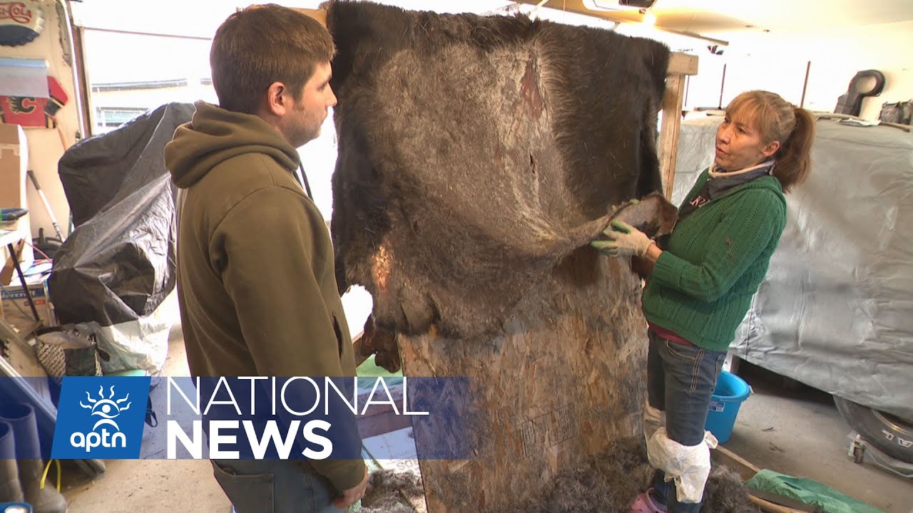 Chipewyan family revives culture with moose hide project | APTN News ...