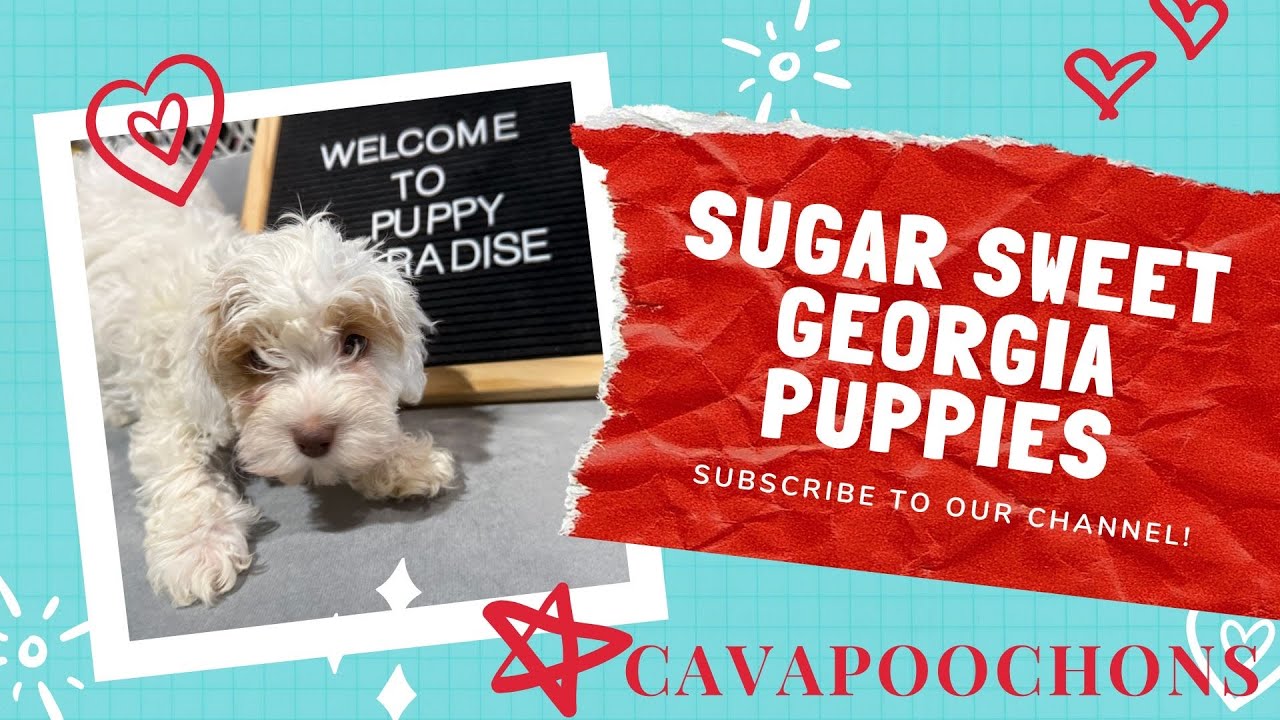 Puppy Play Day Easter Cavapoochon Puppy #forsale - YouTube