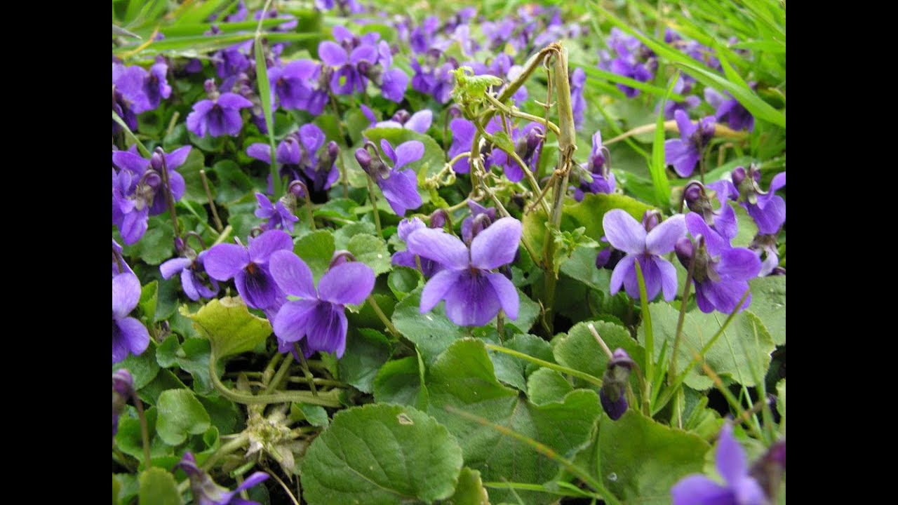FLEURS DE VIOLETTE - PLANTE MEDICINALE - RHUMES ET BRONCHITES - YouTube