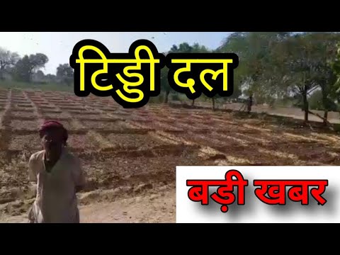 Tiddi Dal Attack on rajasthan gujrat | Today Breaking news - YouTube