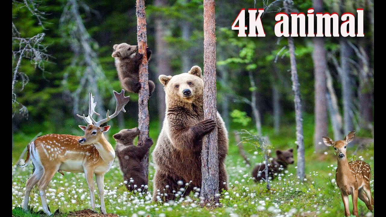 Animals life nature beautiful relaxing music , animals relaxing music ...
