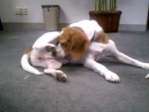 Beagle goes to town on himself