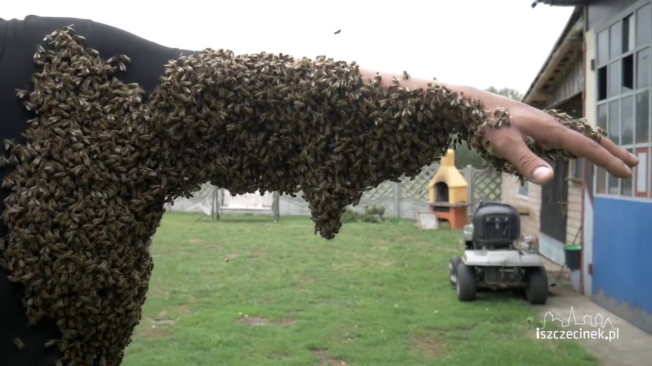 Rój pszczół obsiadł pszczelarza - YouTube