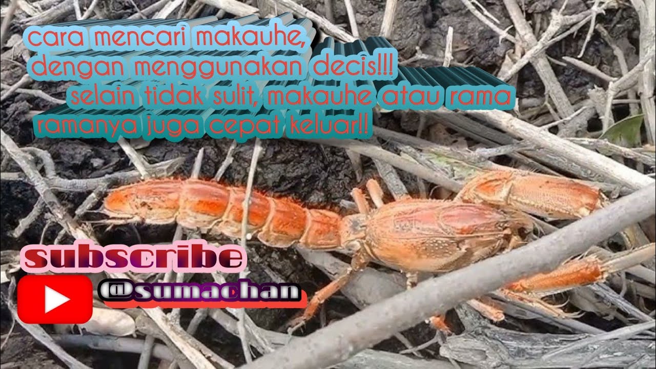 cara mudah mencari makauhe (udang bakau) agar cepat keluar dari ...
