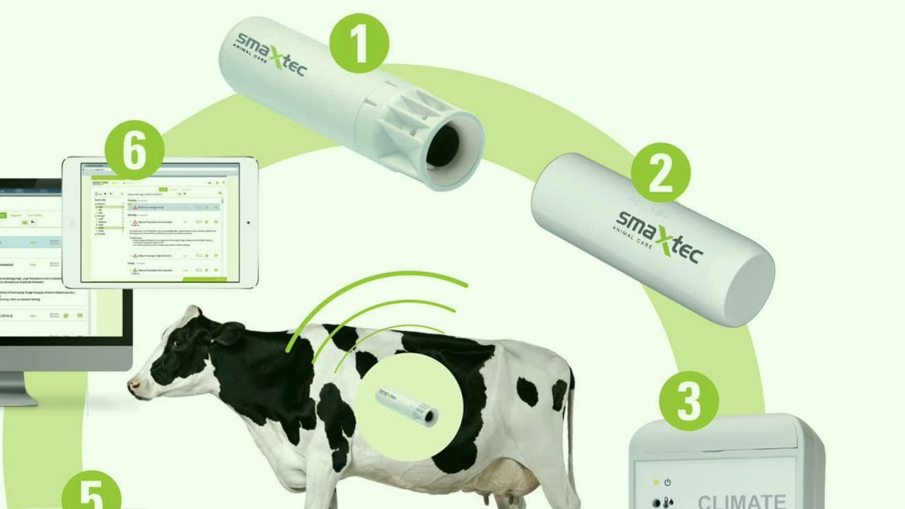 Smaxtec Smart Bolus - YouTube