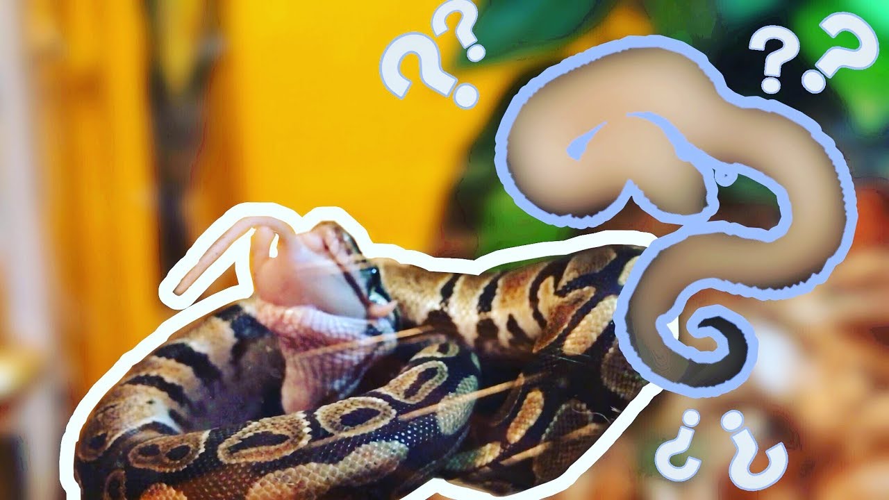 Ball Python Feeding + New Snake - YouTube
