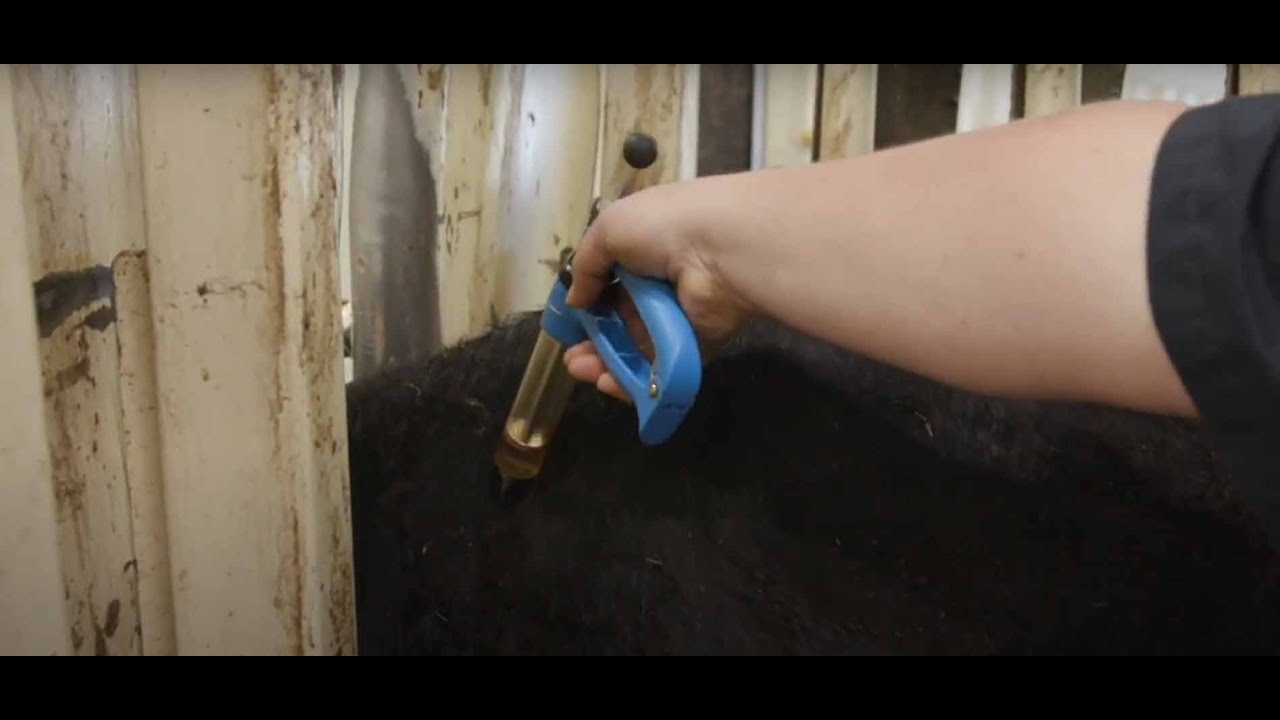 Injection Site Lesions - 2017 National Beef Quality Audit Results - YouTube