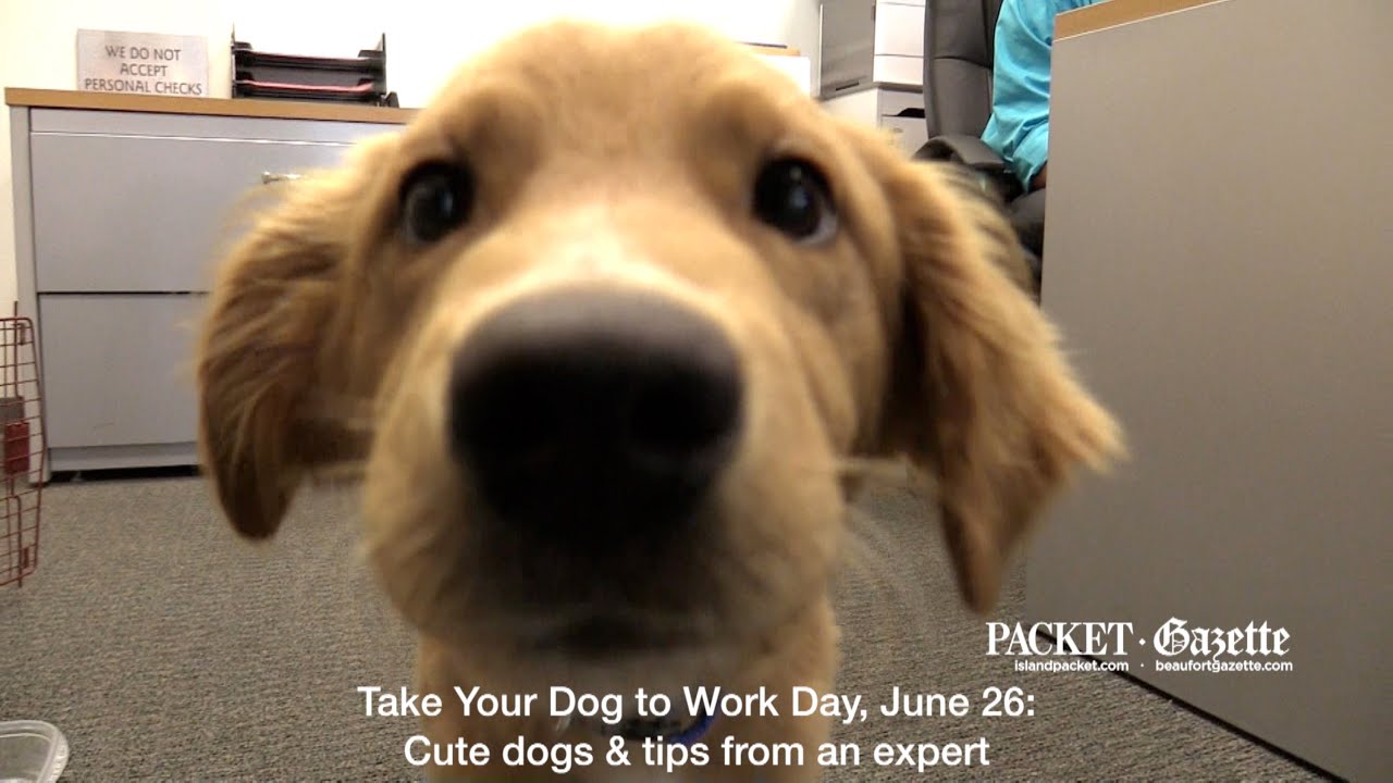 Dogs' Day: Cute dogs at work, and expert canine tips - YouTube