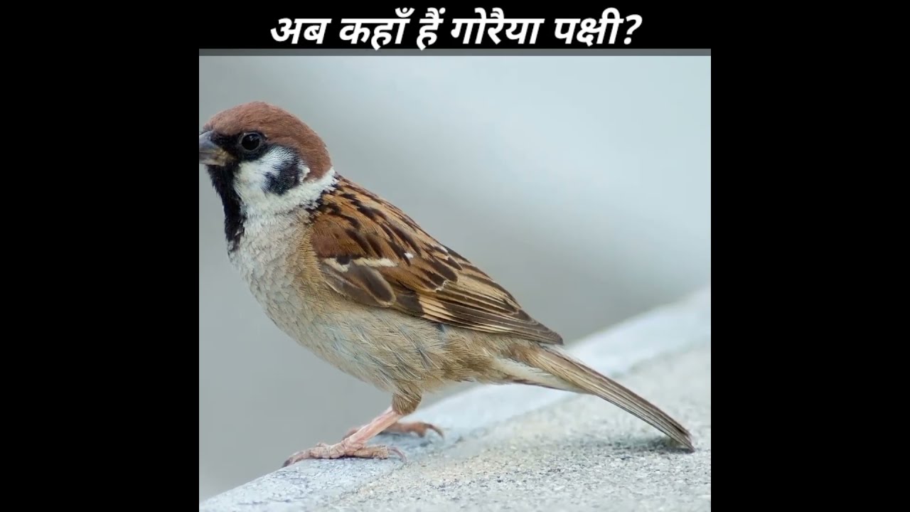 Fact About Goraiya Birds Kissan Pakshi facts birds Fact About Goraiya Birds Kissan Pakshi facts birds