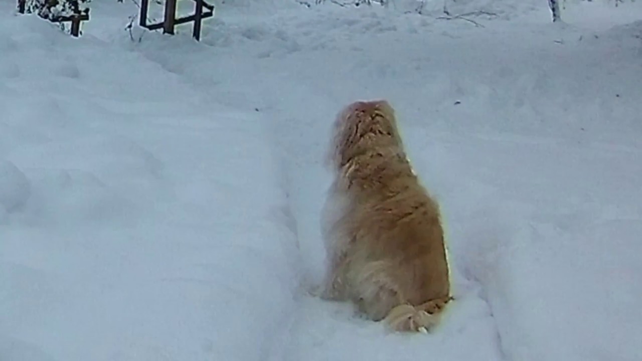 Eken H9R time lapse of snow shovelling with Fiskars snow sledge. - YouTube